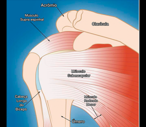 Ruptura dos tendões do Manguito Rotador do Ombro - Dr. Anderson Luiz de ...